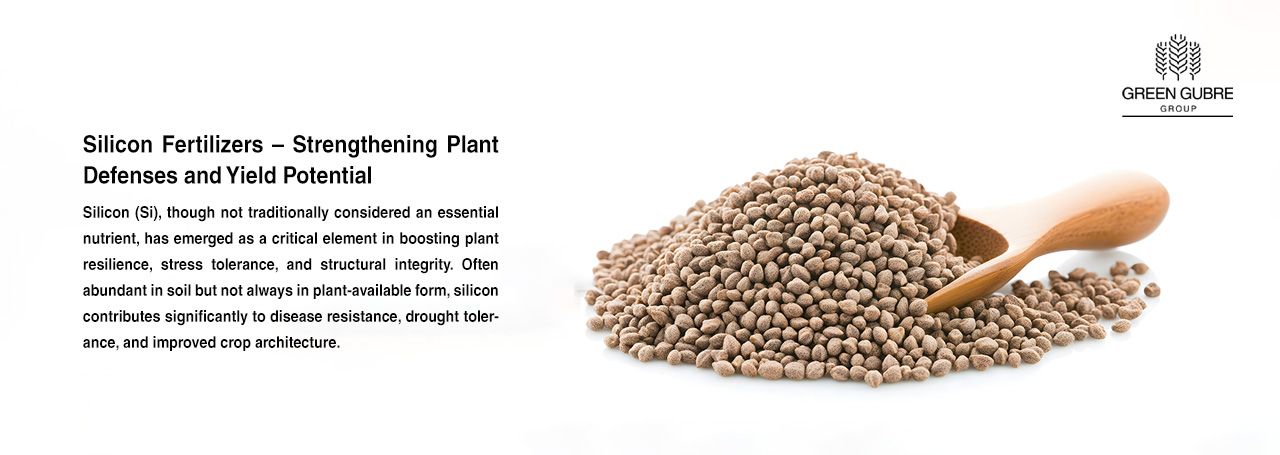 Silicon Fertilizer Benefits for Crops | Green Gubre Group