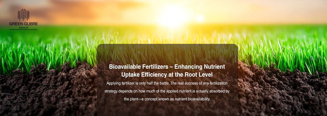 Bioavailable Fertilizers for Efficient Uptake | Green Gubre Group
