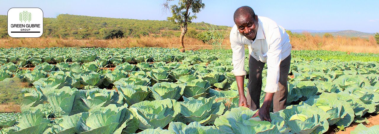 Climate-Resilient Crops for Farming | Green Gubre Group