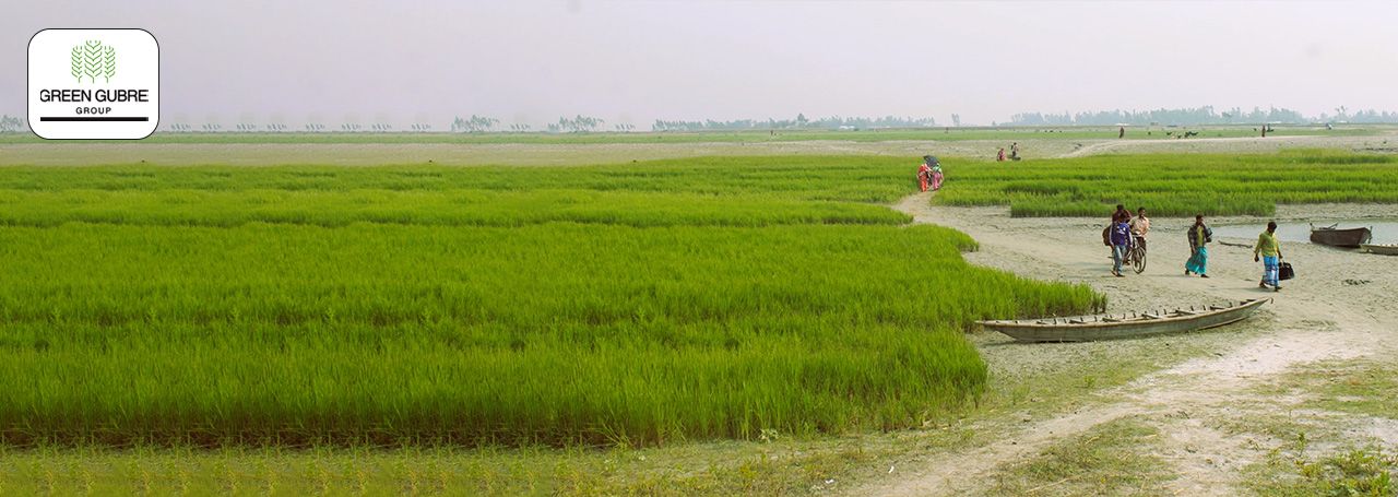 Agroforestry for Sustainable Farming | Green Gubre Group