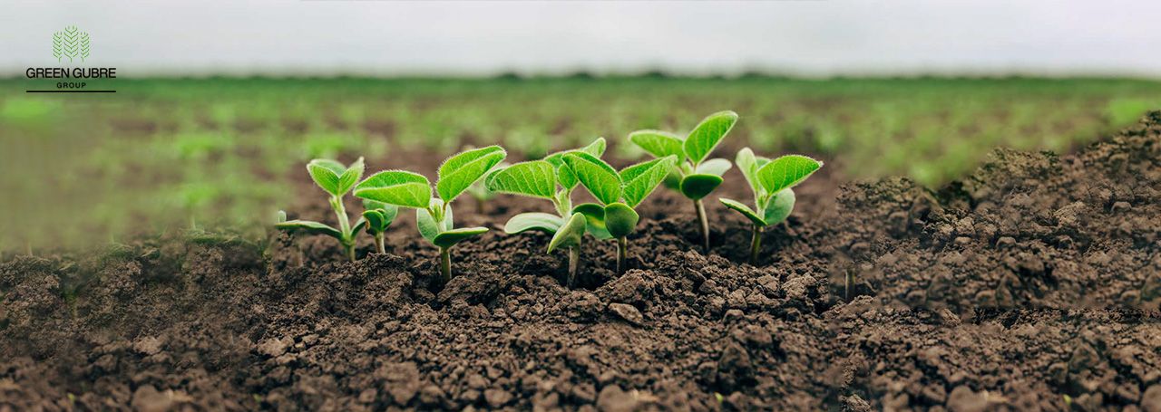 Importance of Nitrogen for Plant Growth | Green Gubre group