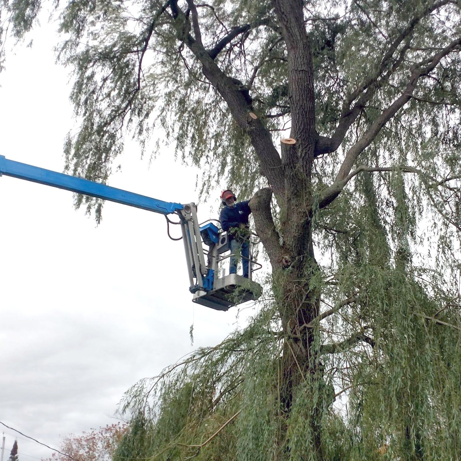 Professional Tree Cutting Services | Campeau Tree Cutting
