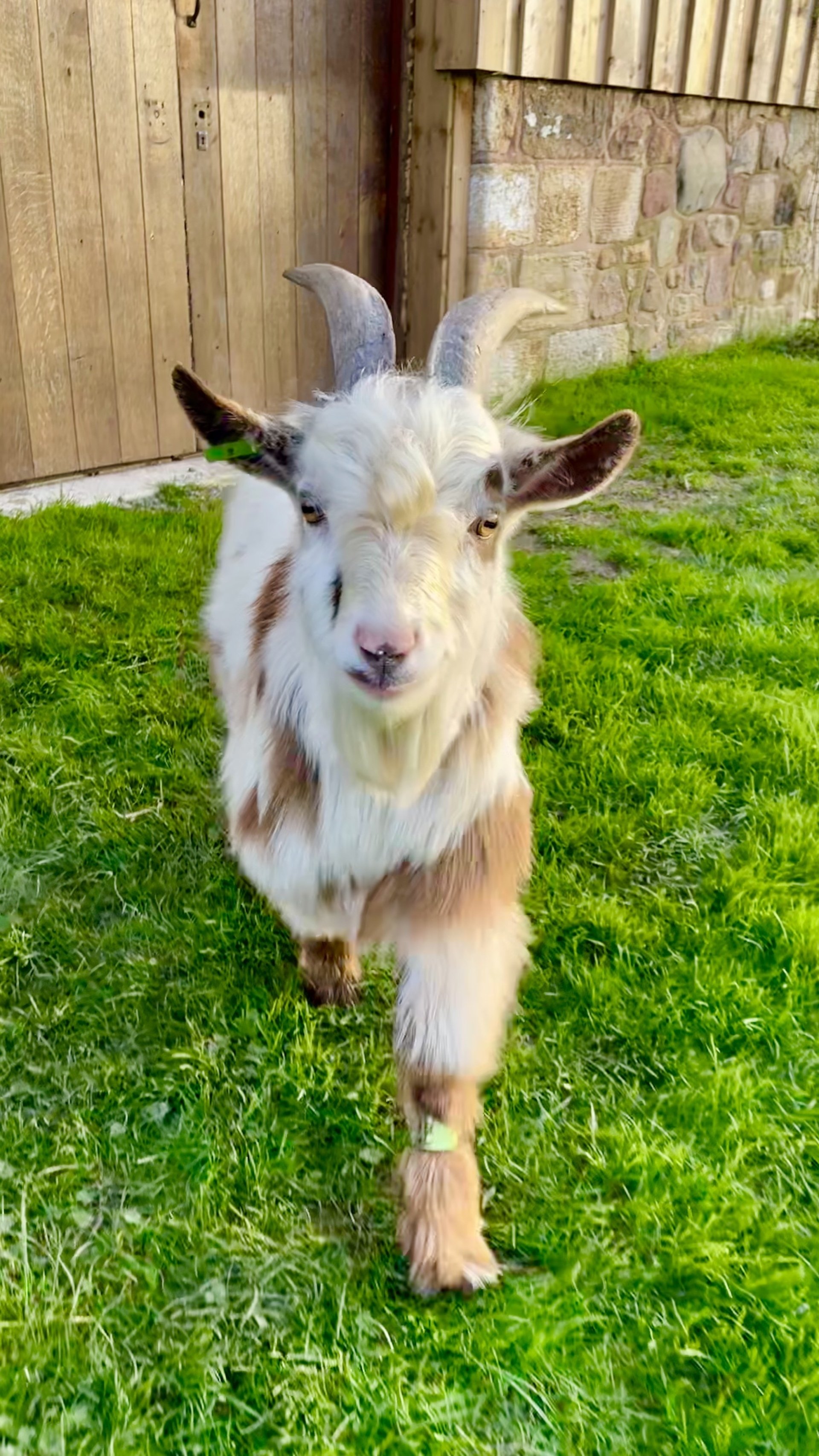 British Dwarf Dairy Goat Society