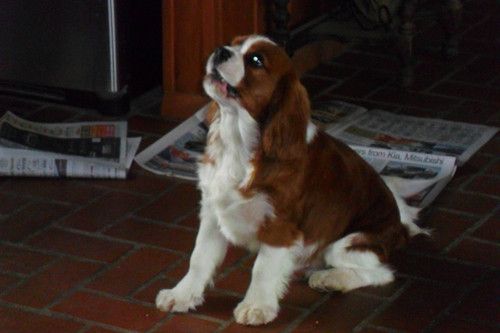 Luvly Acres Cavaliers | Top Cavalier Breeders | Queens