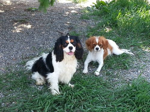 Luvly Acres Cavaliers | Top Cavalier Breeders | Queens
