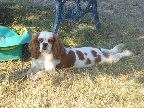 Luvly Acres Cavaliers | Top Cavalier Breeders | Queens