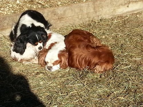 Luvly Acres Cavaliers | Top Cavalier Breeders | Queens