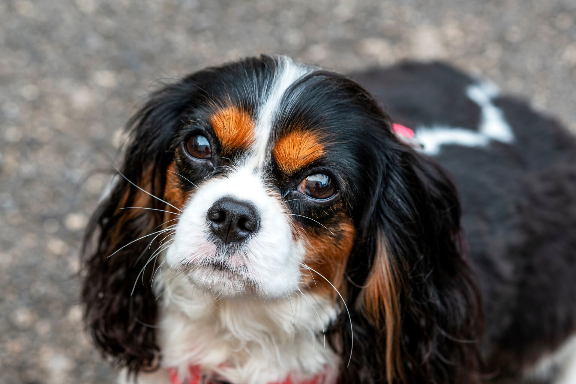 Luvly Acres Cavaliers | Cavalier Breeders | Queens, NY