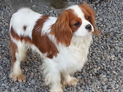 Luvly Acres Cavaliers | Top Cavalier Breeders | Queens