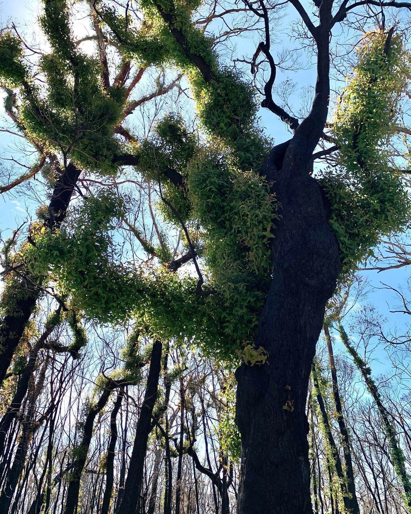 Epicormic Growth: Nature's Resilient Response