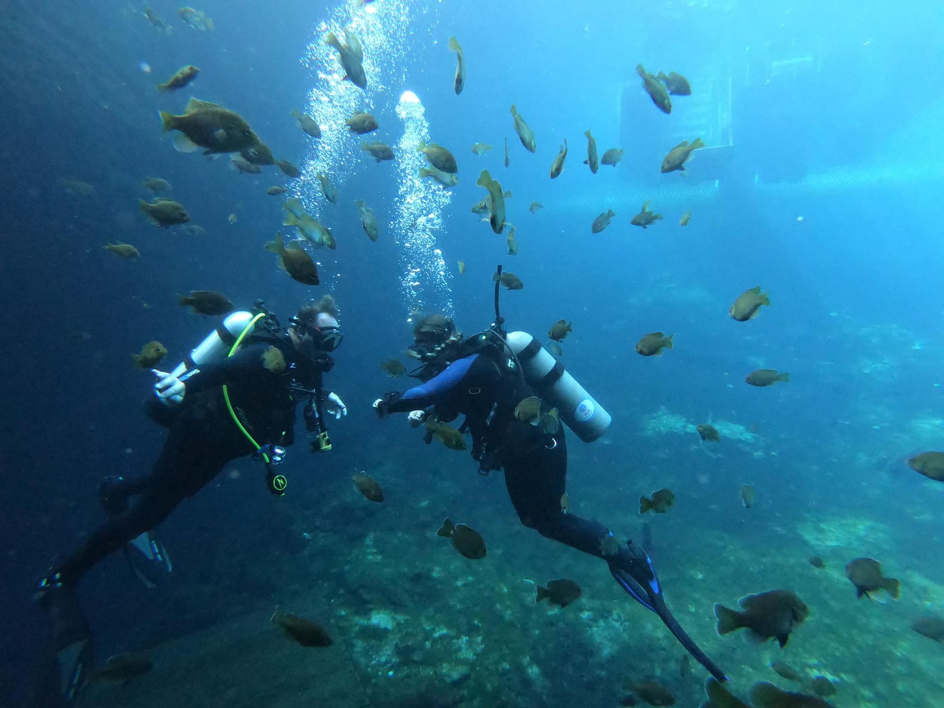 Home [firstcoastscubadiving.com]