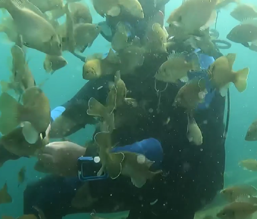 Home [firstcoastscubadiving.com]