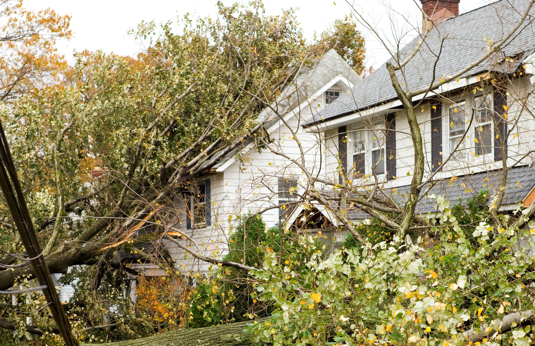 Tree Services & Plant Healthcare | Skyline Tree Service