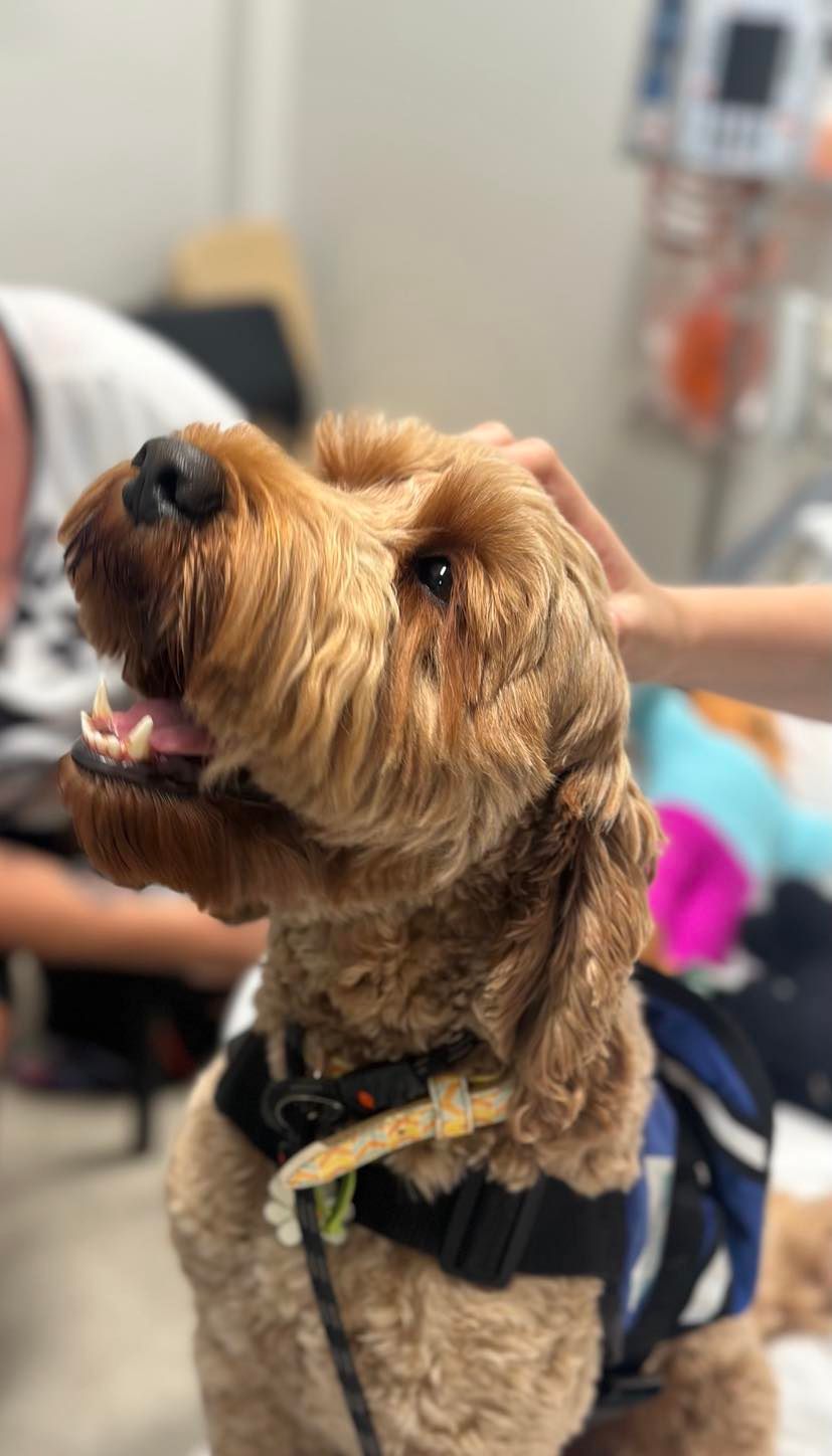 Dogs of Hope Program | Hope For Our Children