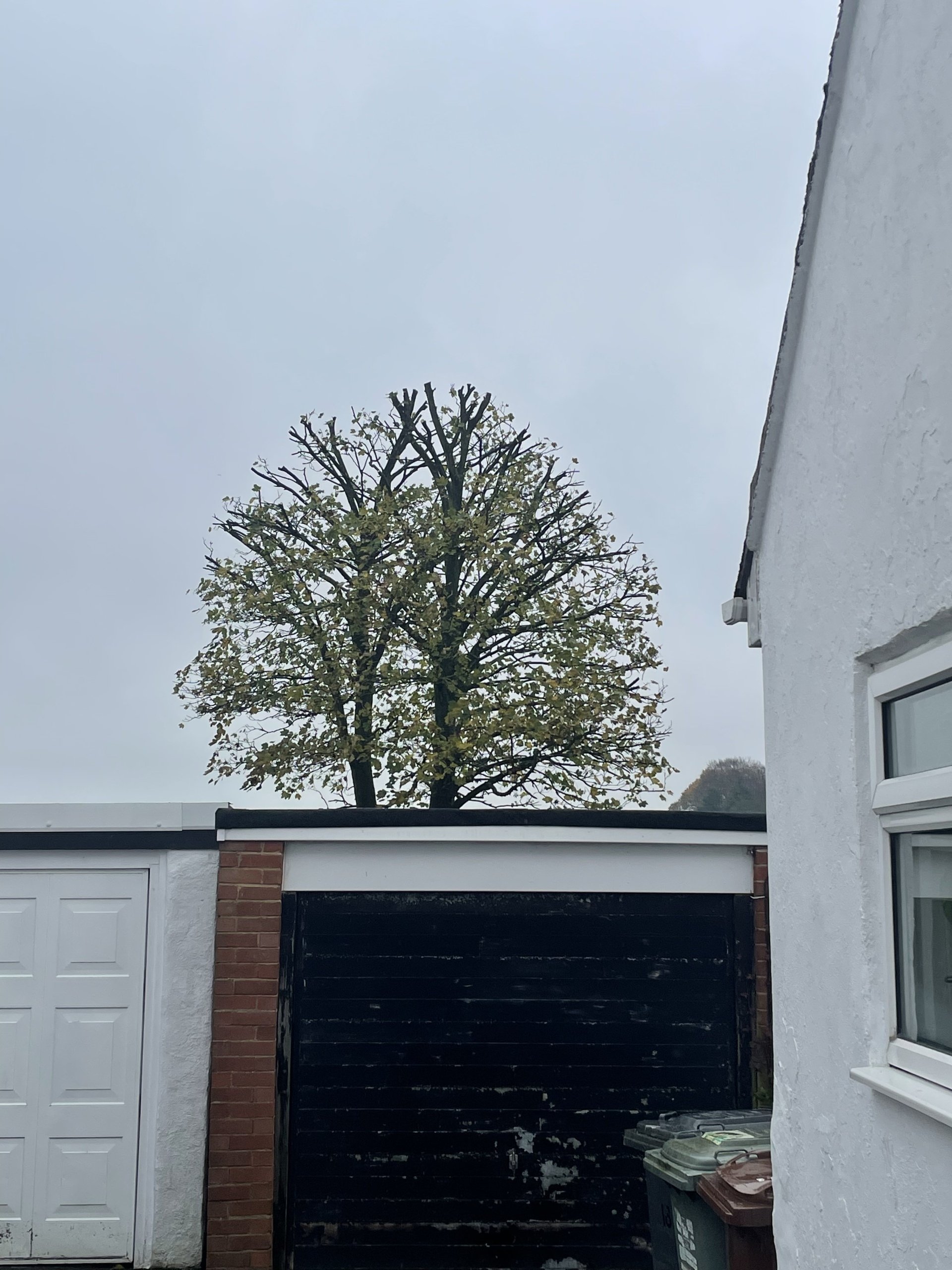 Local tree surgeon Leeds, Yorkshire: Oakwood Tree Services