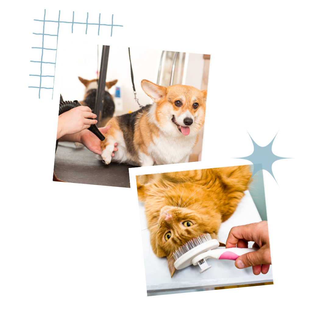 Veterinary Clinic | Laguna Hills, CA | Laguna Pet Care Center
