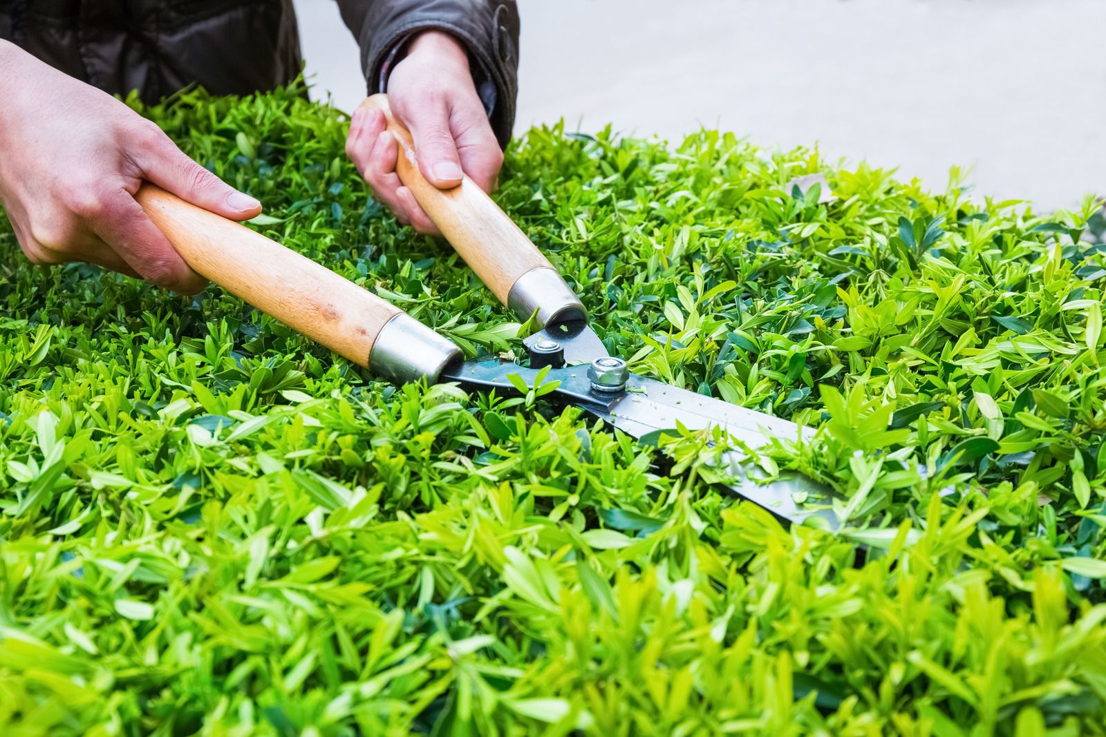 Turf Clips | Landscaping Services
