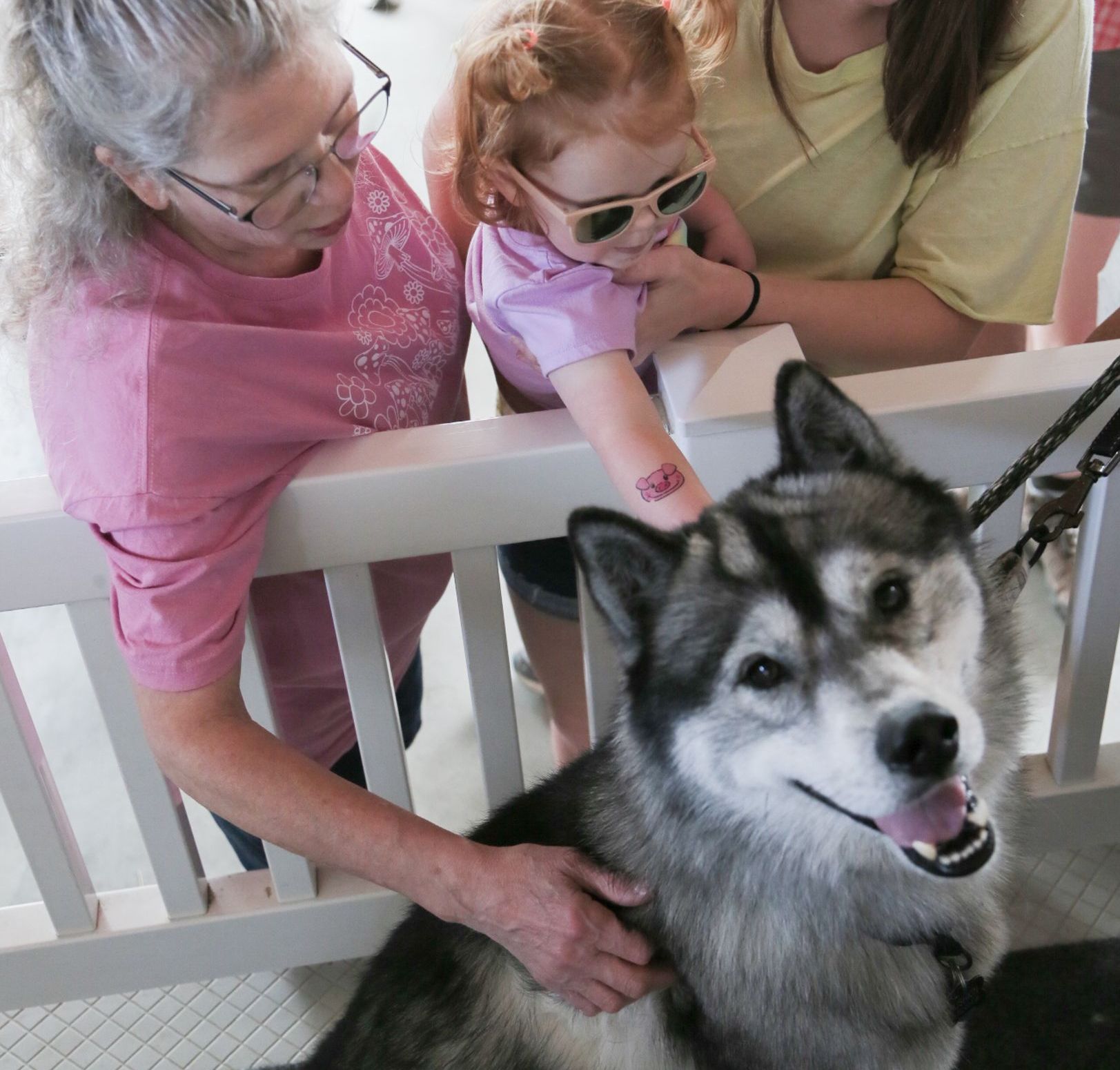Siberian Huskies Minnesota