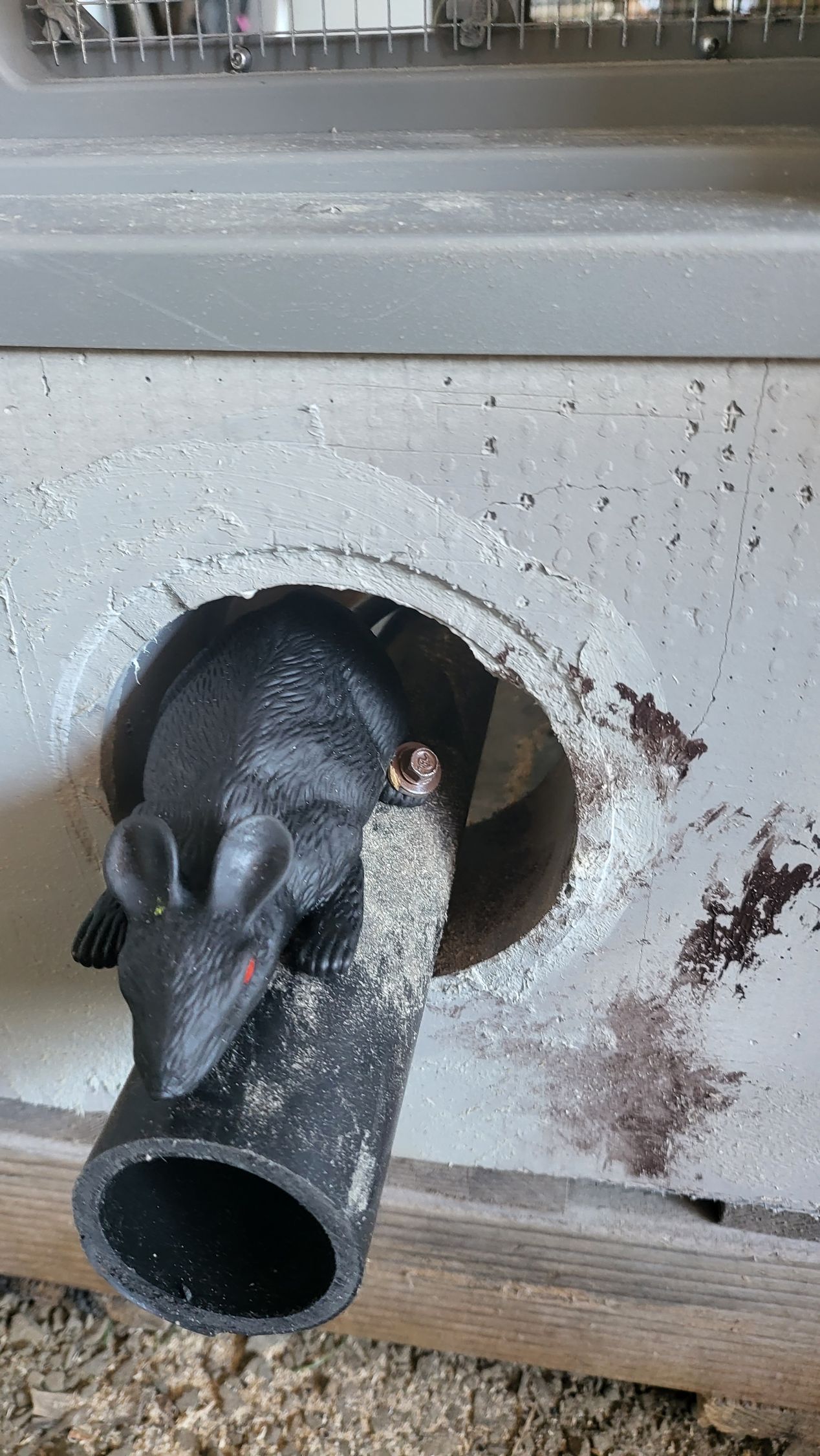 Free Quote | Galvin, WA | Jack Russell Wildlife