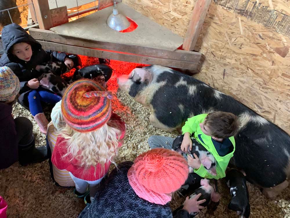 Half & Whole Pigs for Sale | Lothair, MT | Prairie Meats