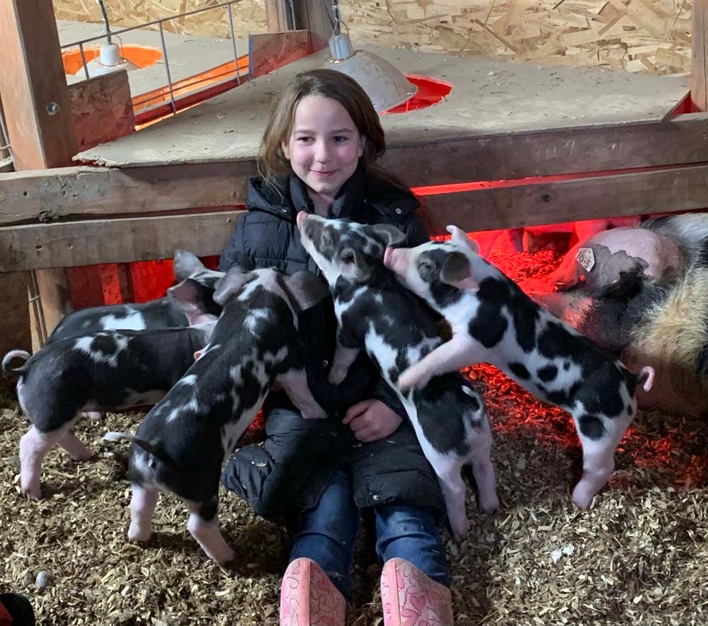 Half & Whole Pigs for Sale | Lothair, MT | Prairie Meats