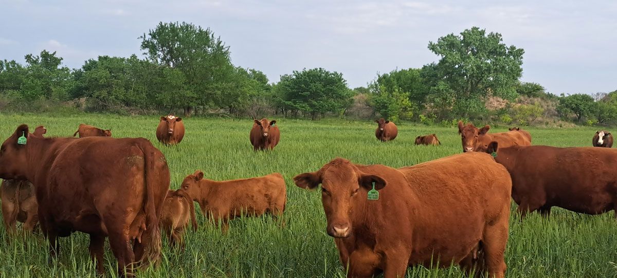 Red Angus Meats, Meat Market | Redlicious Deli