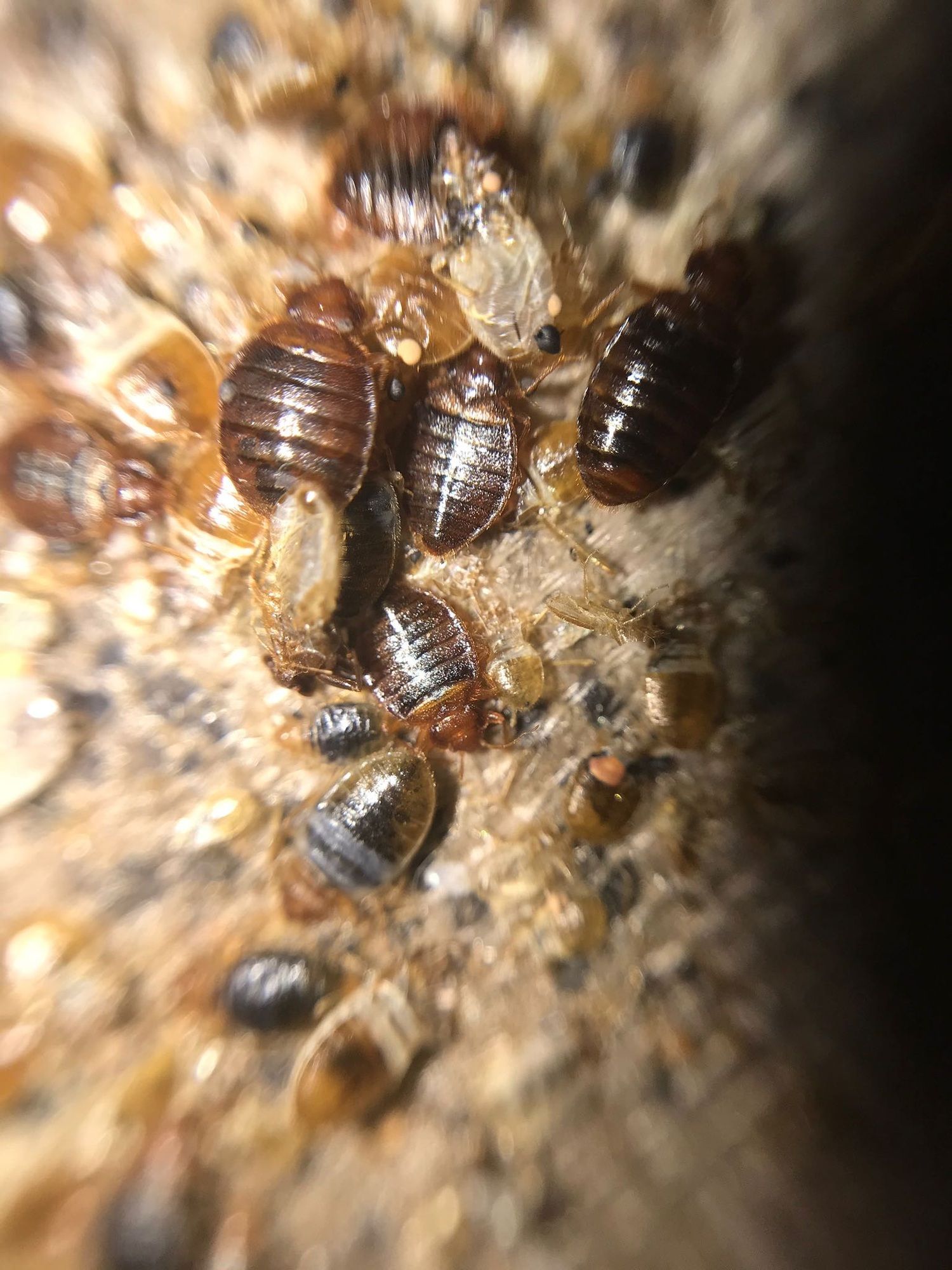 Premier Bed Bug Treatment | Enviro Heat BedBug Extermination