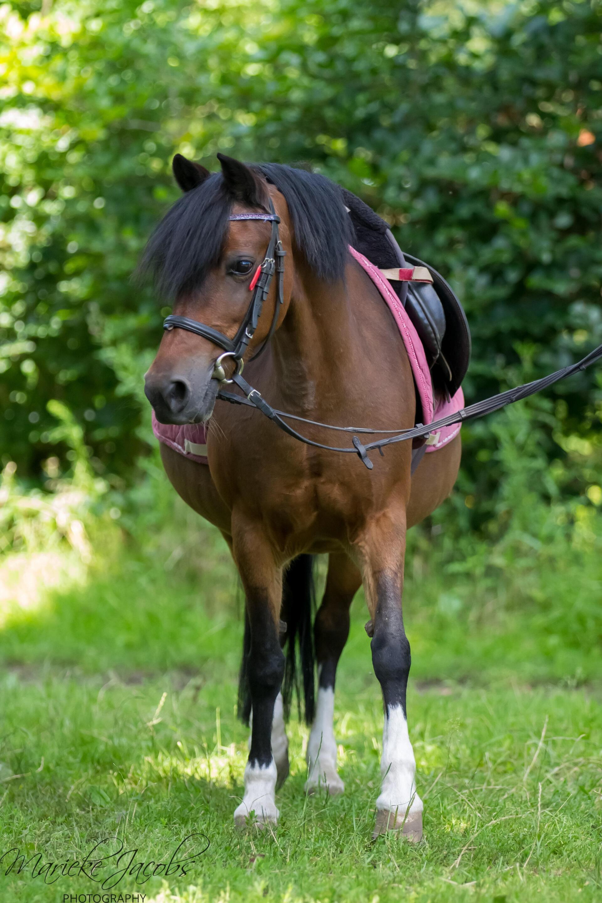 De manegepony's van ruitersportcentrum EEPM in Eindhoven
