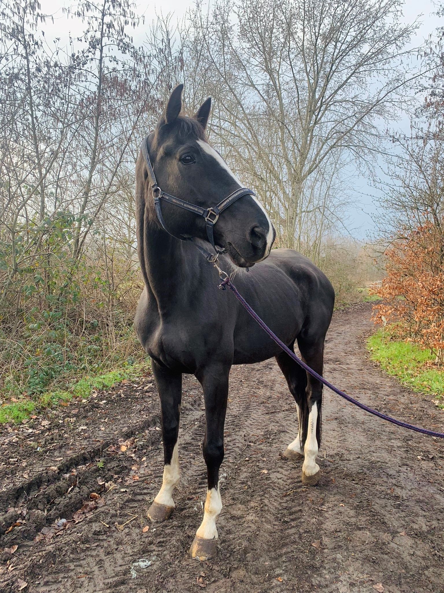 De manegepaarden van ruitersportcentrum EEPM in Eindhoven