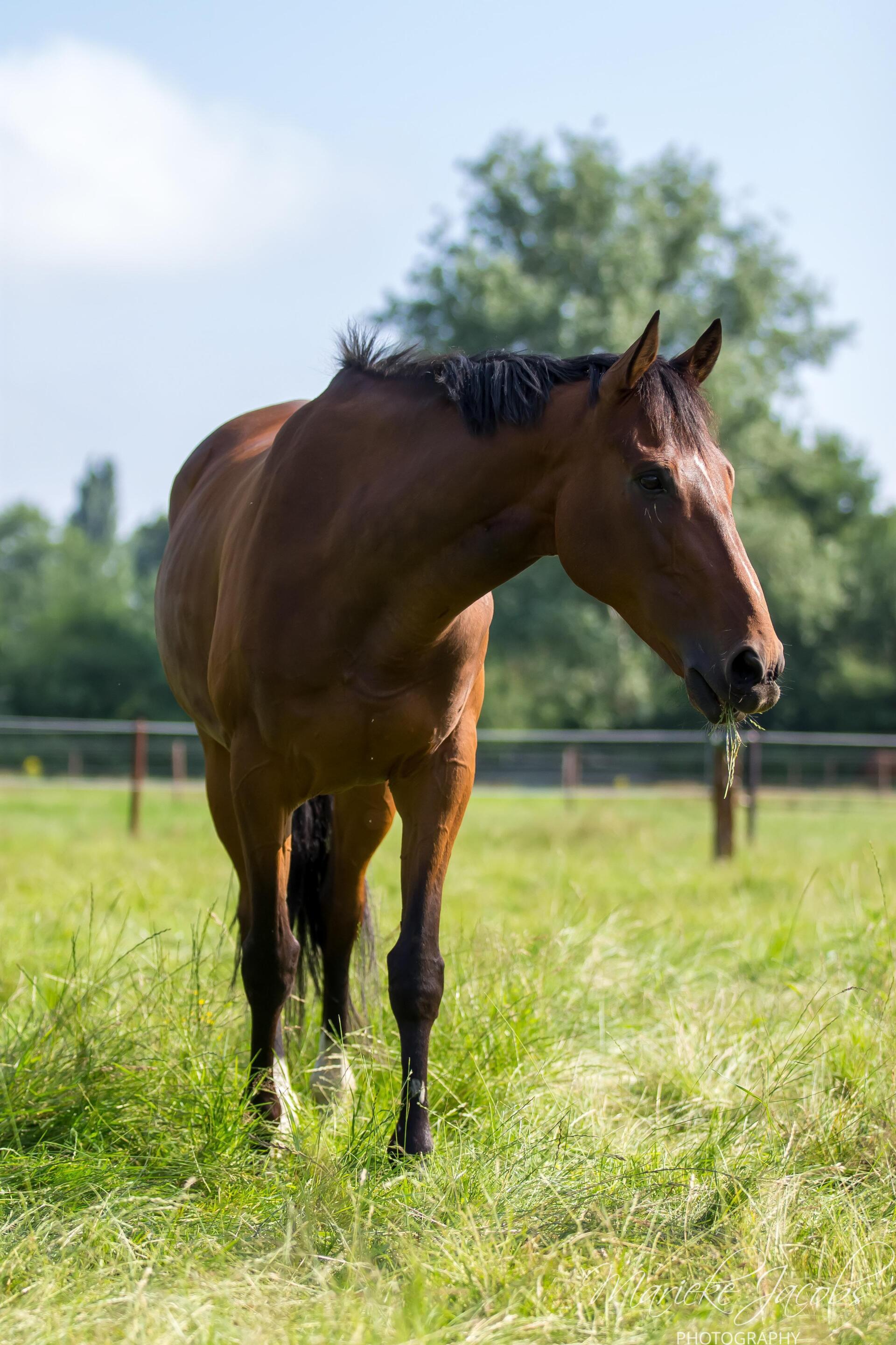 De manegepaarden van ruitersportcentrum EEPM in Eindhoven