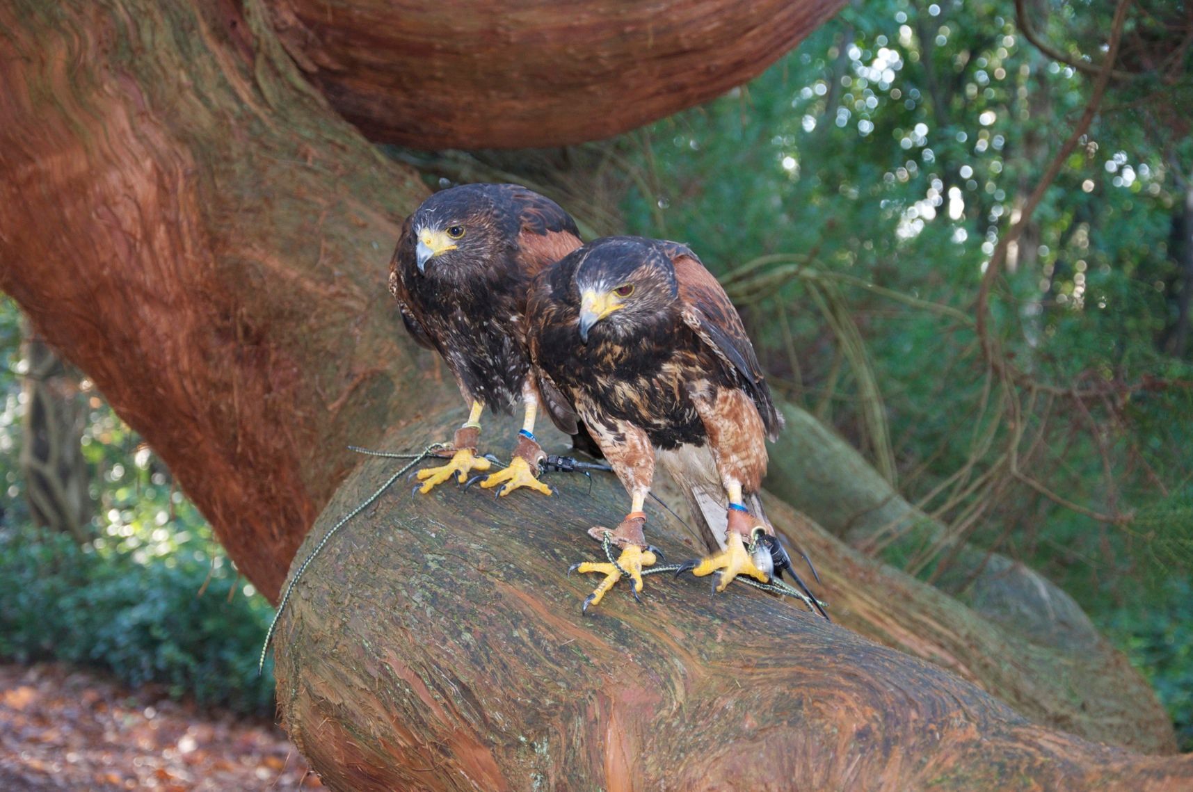 Bird of Prey Experiences | East Sussex Falconry