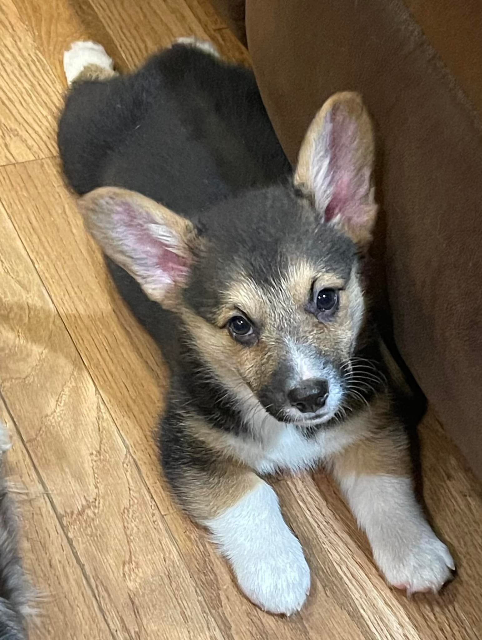 Pembroke Welsh Corgis | Ash Flat, AR | Big Creek Corgis