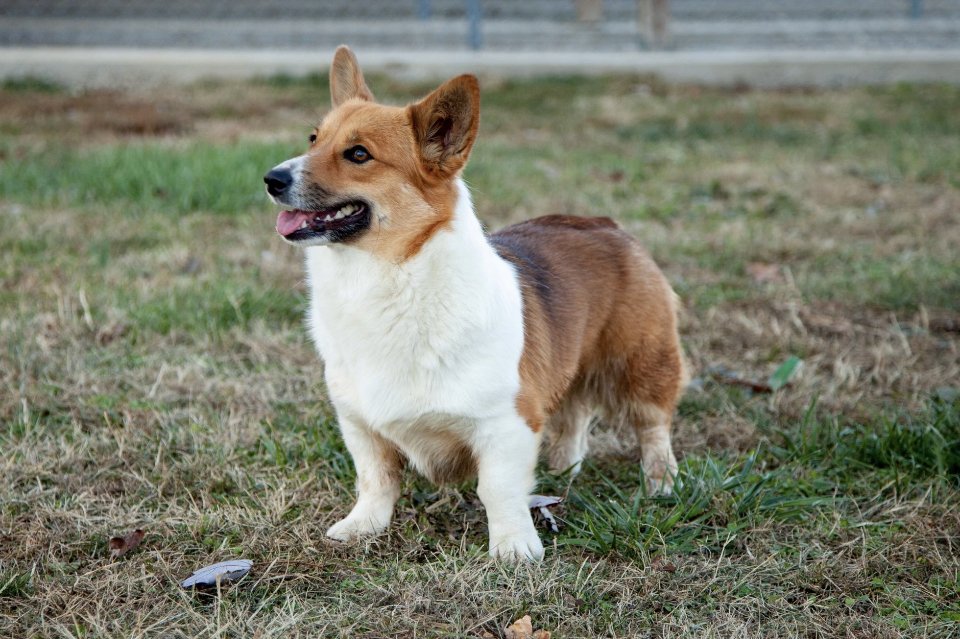 Pembroke Welsh Corgis | Ash Flat, AR | Big Creek Corgis