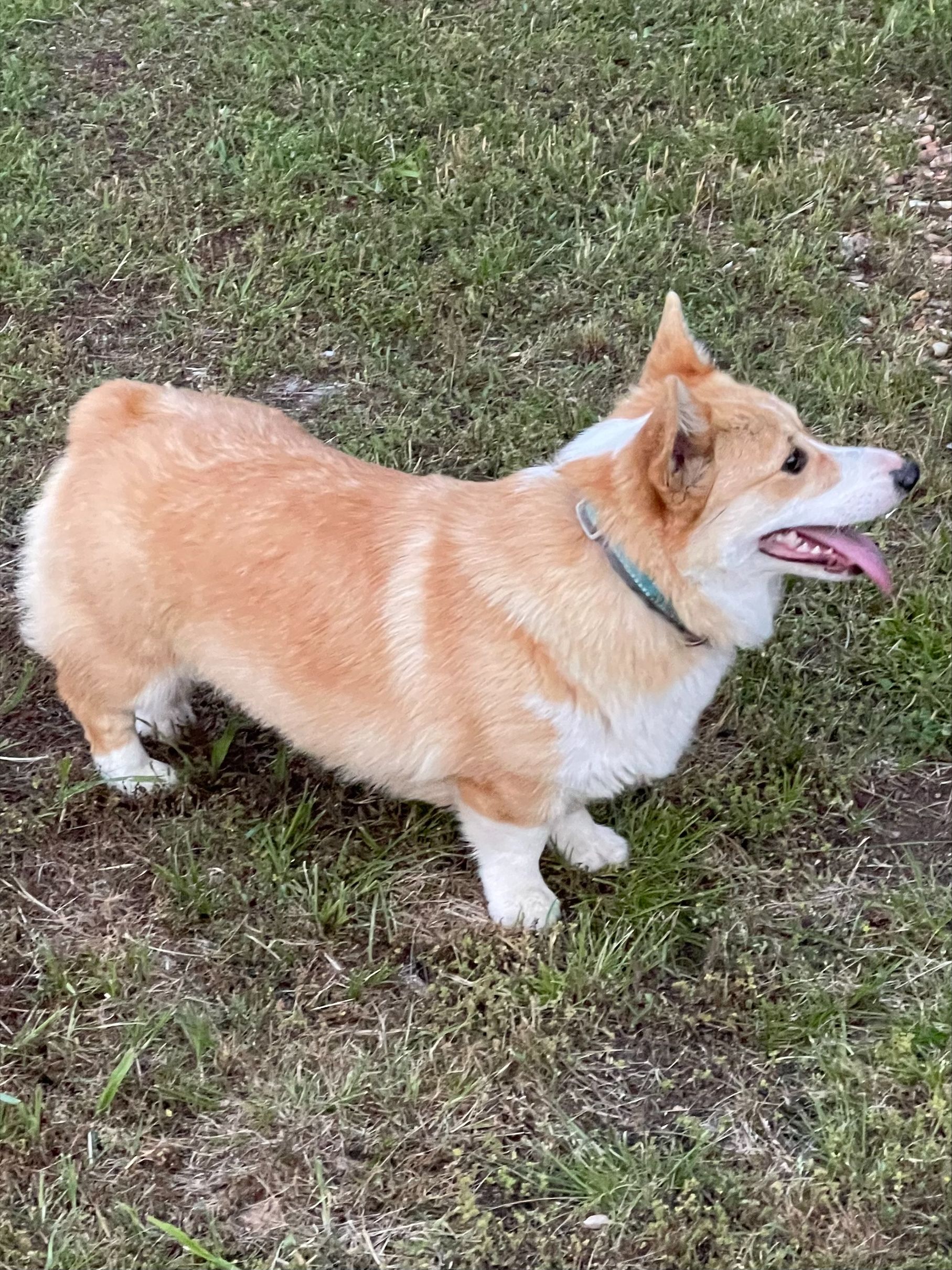Corgi Puppies For Sale | Ash Flat, AR | Big Creek Corgis