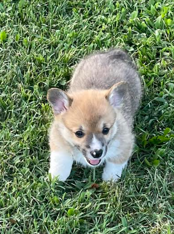 Corgi Puppies For Sale | Ash Flat, AR | Big Creek Corgis