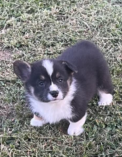 Corgi Puppies For Sale | Ash Flat, AR | Big Creek Corgis