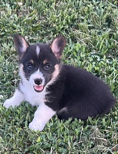 Corgi Puppies For Sale | Ash Flat, AR | Big Creek Corgis