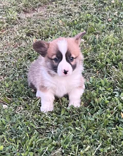 Corgi Puppies For Sale | Ash Flat, AR | Big Creek Corgis