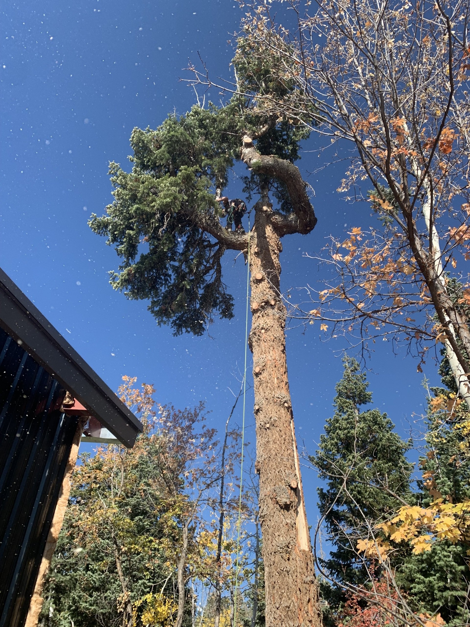 Heartwood Tree Service - Salt Lake County Tree Service