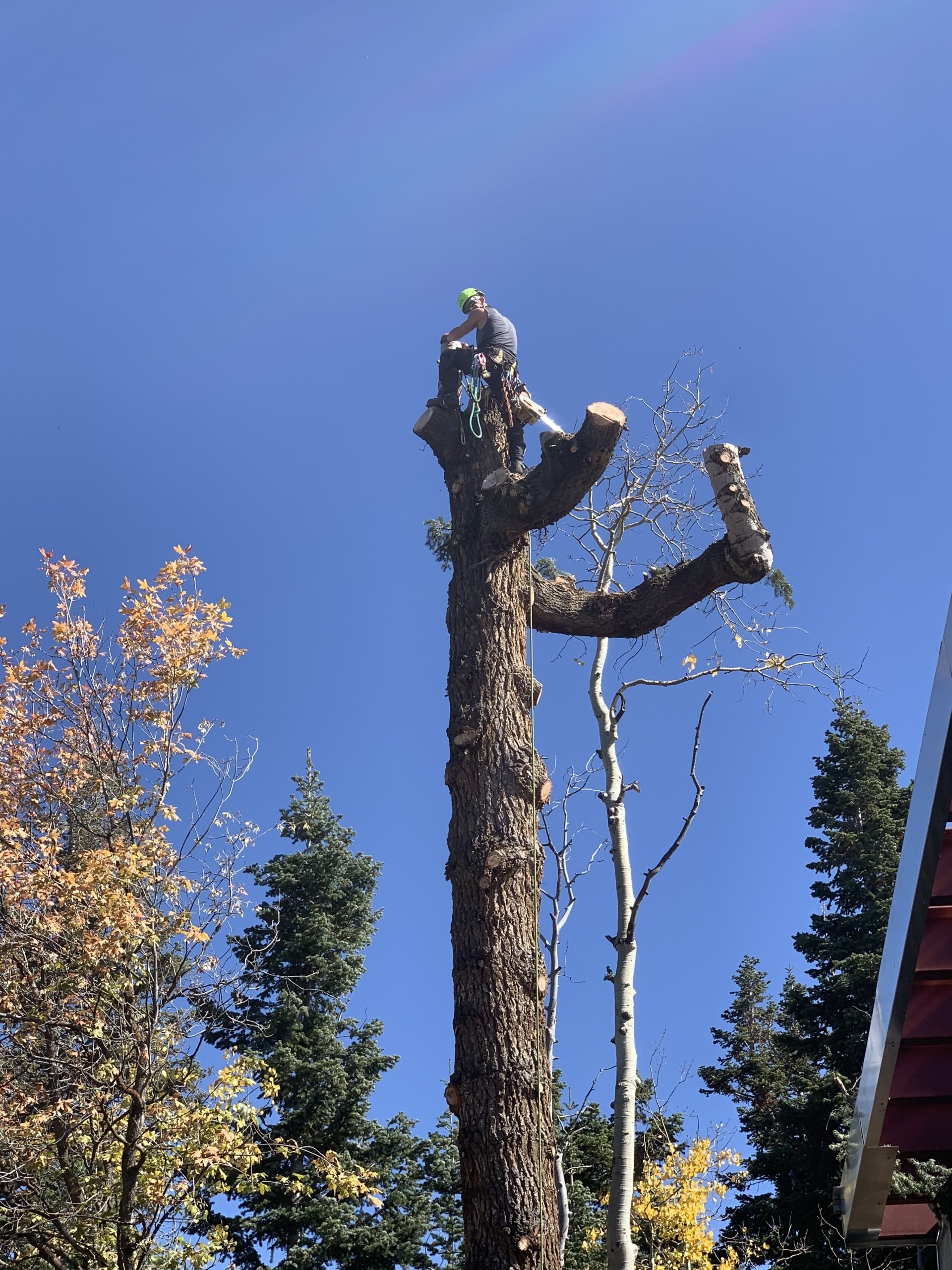 Heartwood Tree Service - Salt Lake County Tree Service
