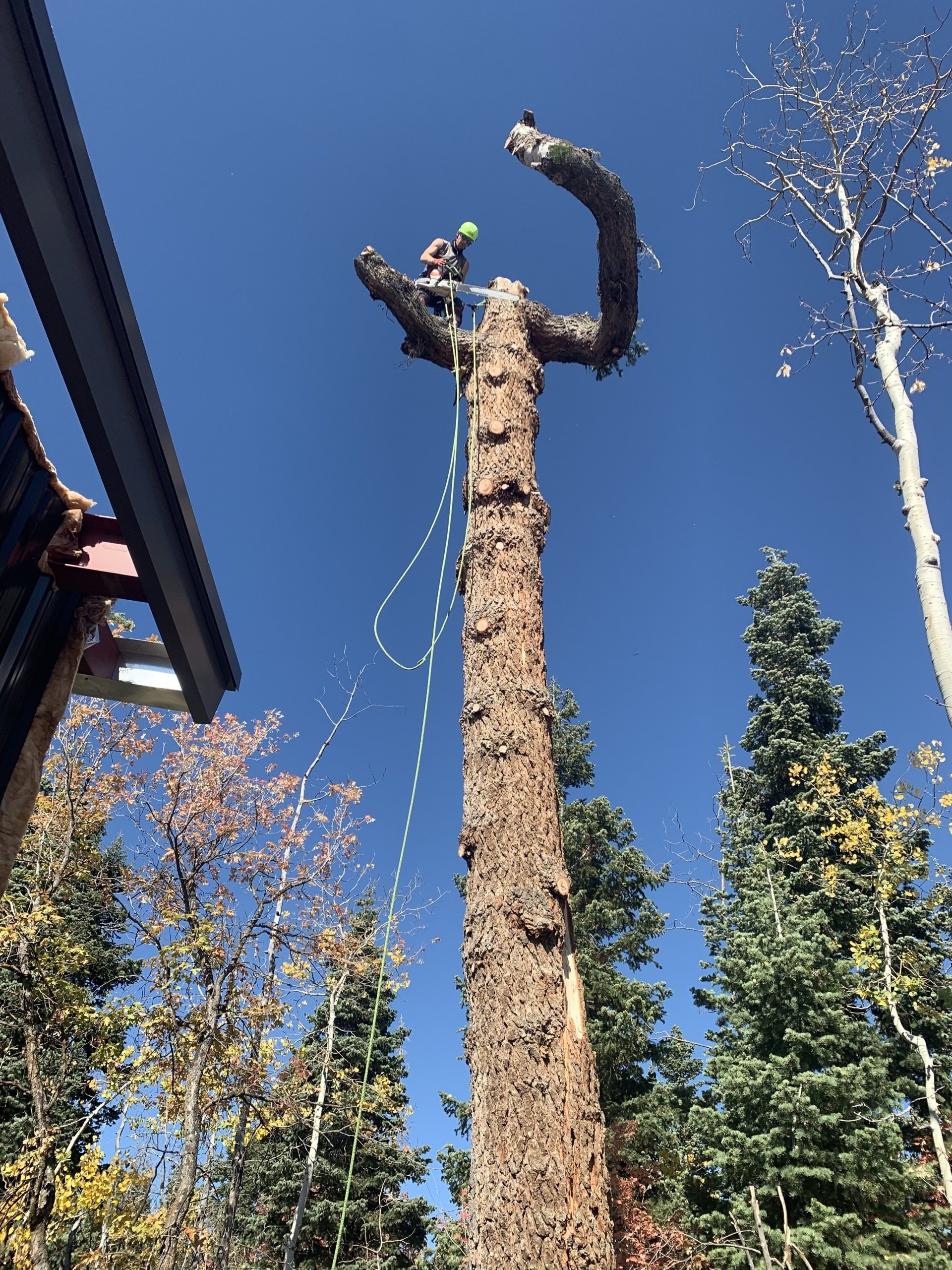 Heartwood Tree Service - Salt Lake County Tree Service