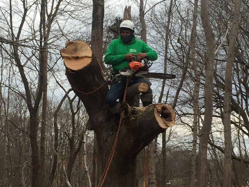 Tree Services in Stoughton MA | APlus Tree Services