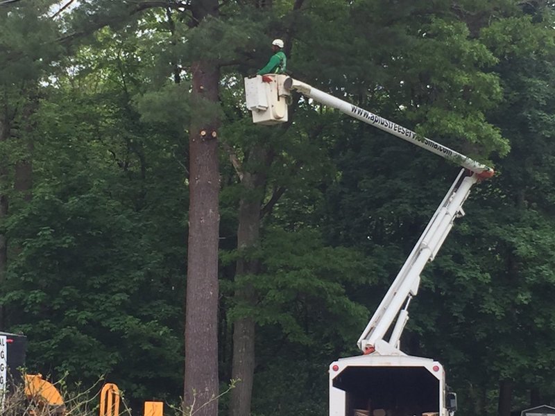 Tree Services in Stoughton MA | APlus Tree Services