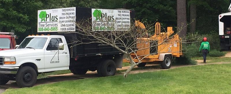Tree Services in Stoughton MA | APlus Tree Services