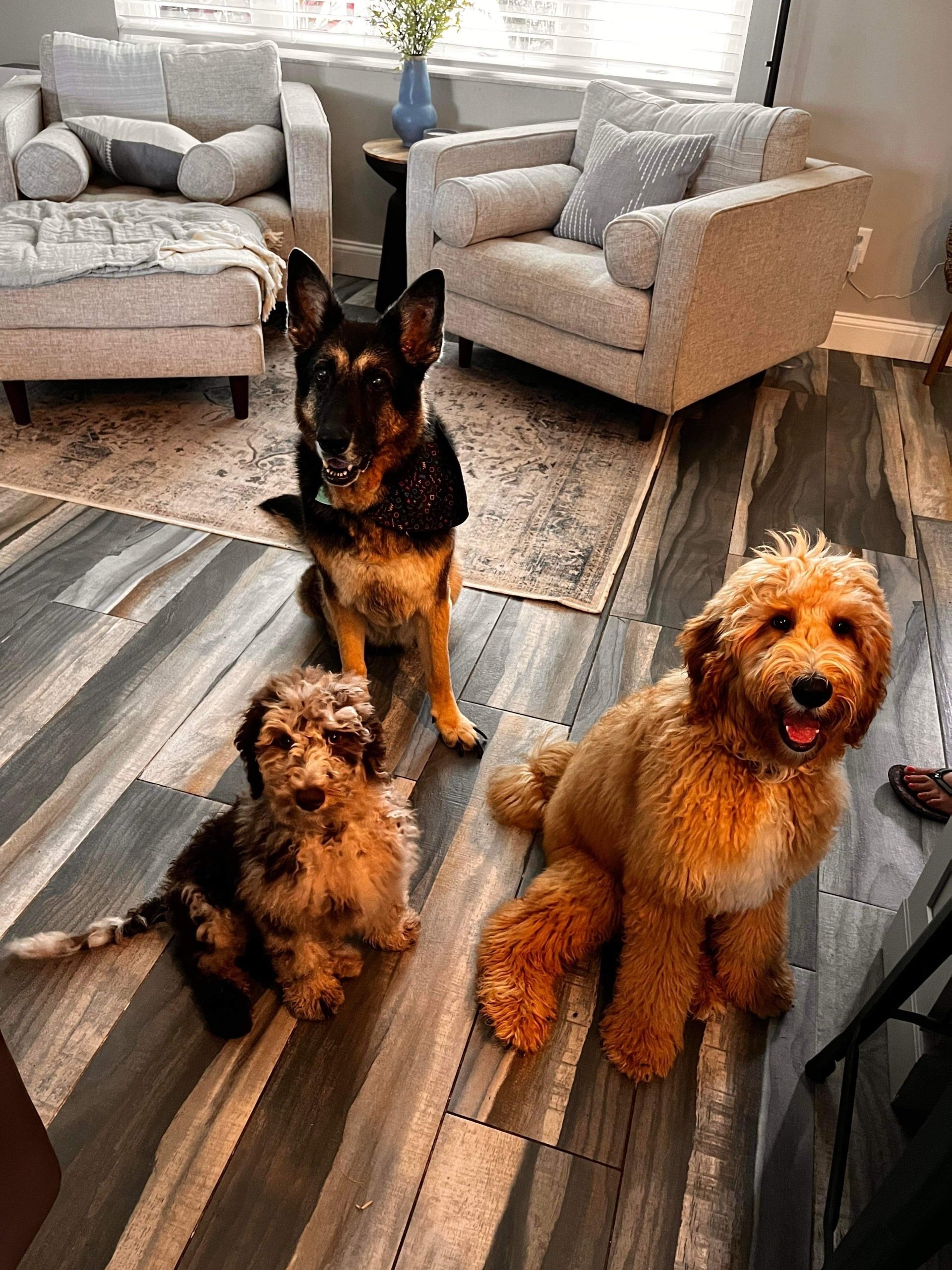 Sandy Paws Dog Training and Pet Sitting