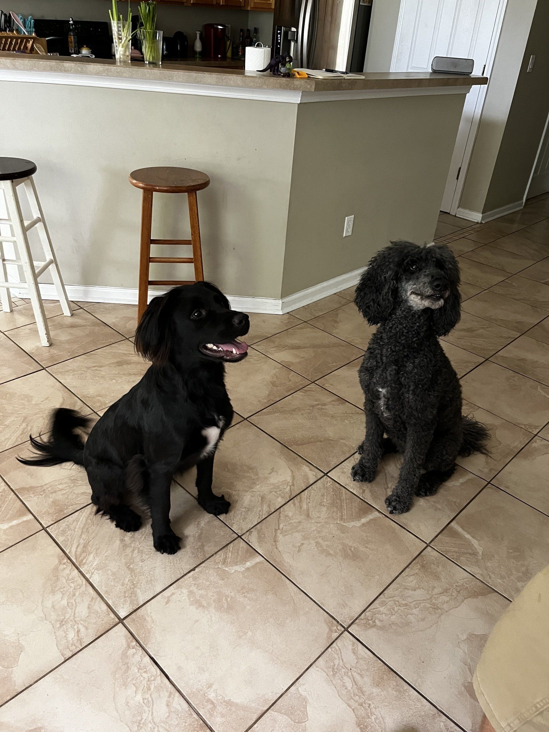 Sandy Paws Dog Training and Pet Sitting