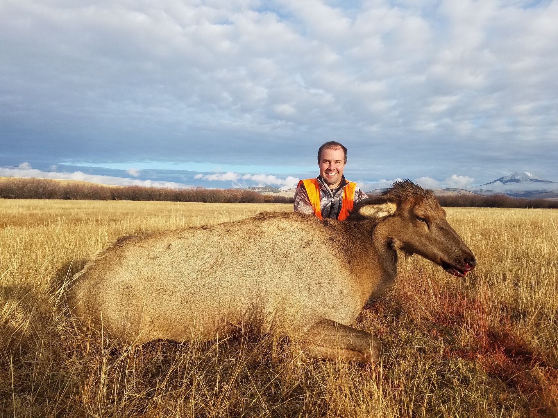 Elk Gallery | Walker Outfitting, LLC | SW MT