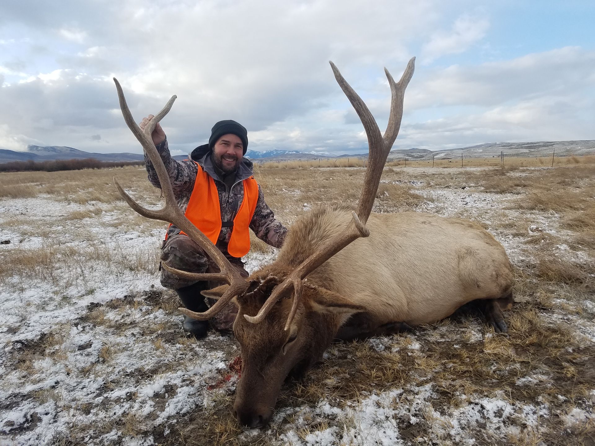 Elk Gallery | Walker Outfitting, LLC | SW MT