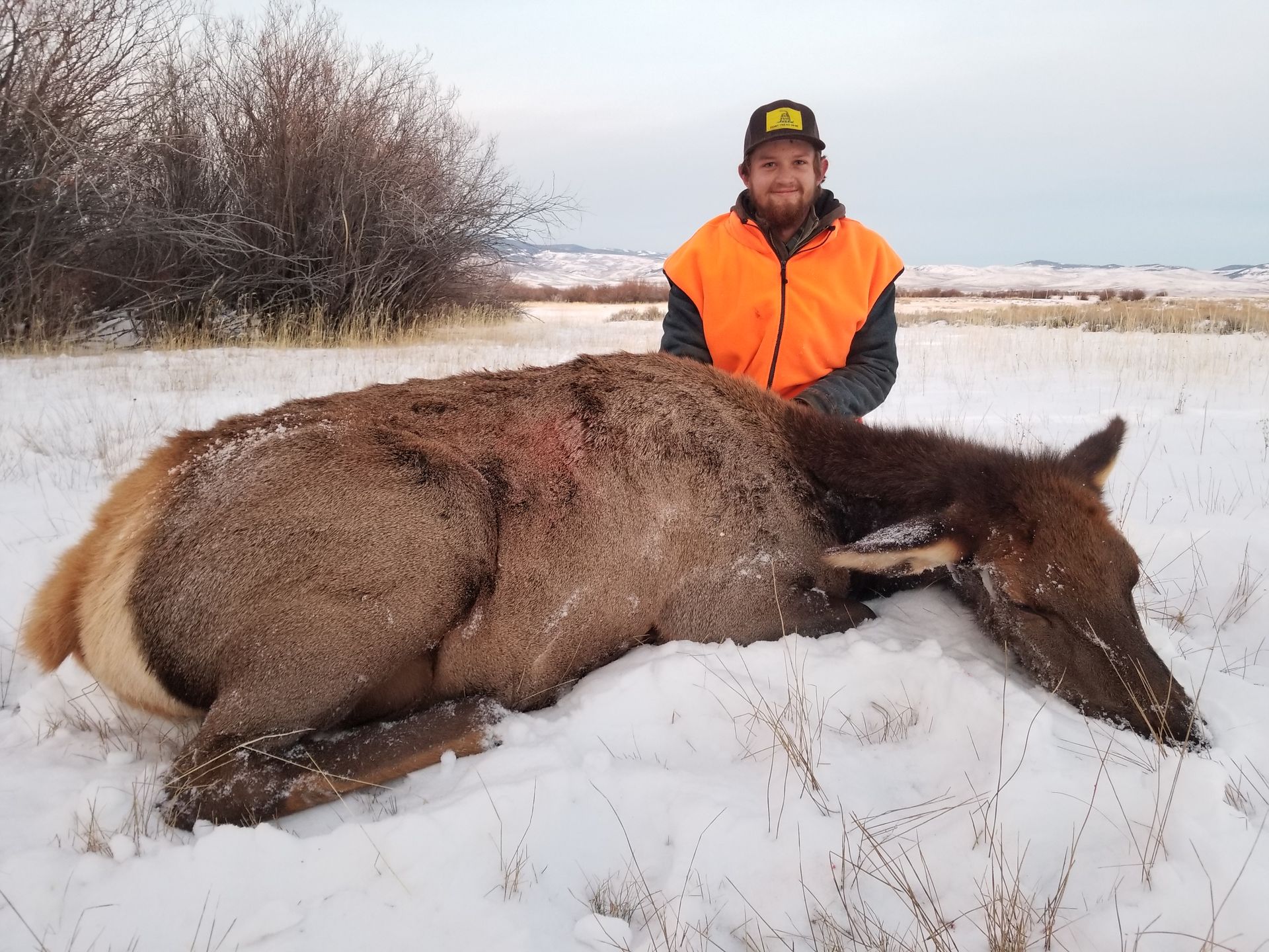 Elk Gallery | Walker Outfitting, LLC | SW MT