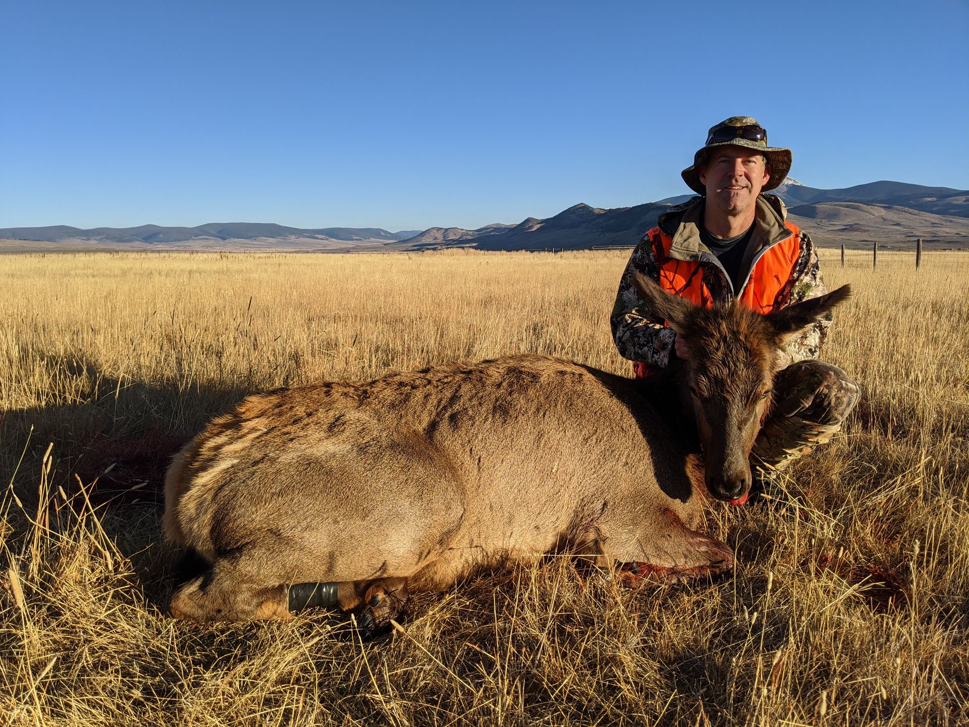Elk Gallery | Walker Outfitting, LLC | SW MT